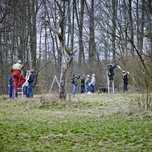Presse – Obstbaumschnitt – Das Buch für die Praxis von Michael Grolm